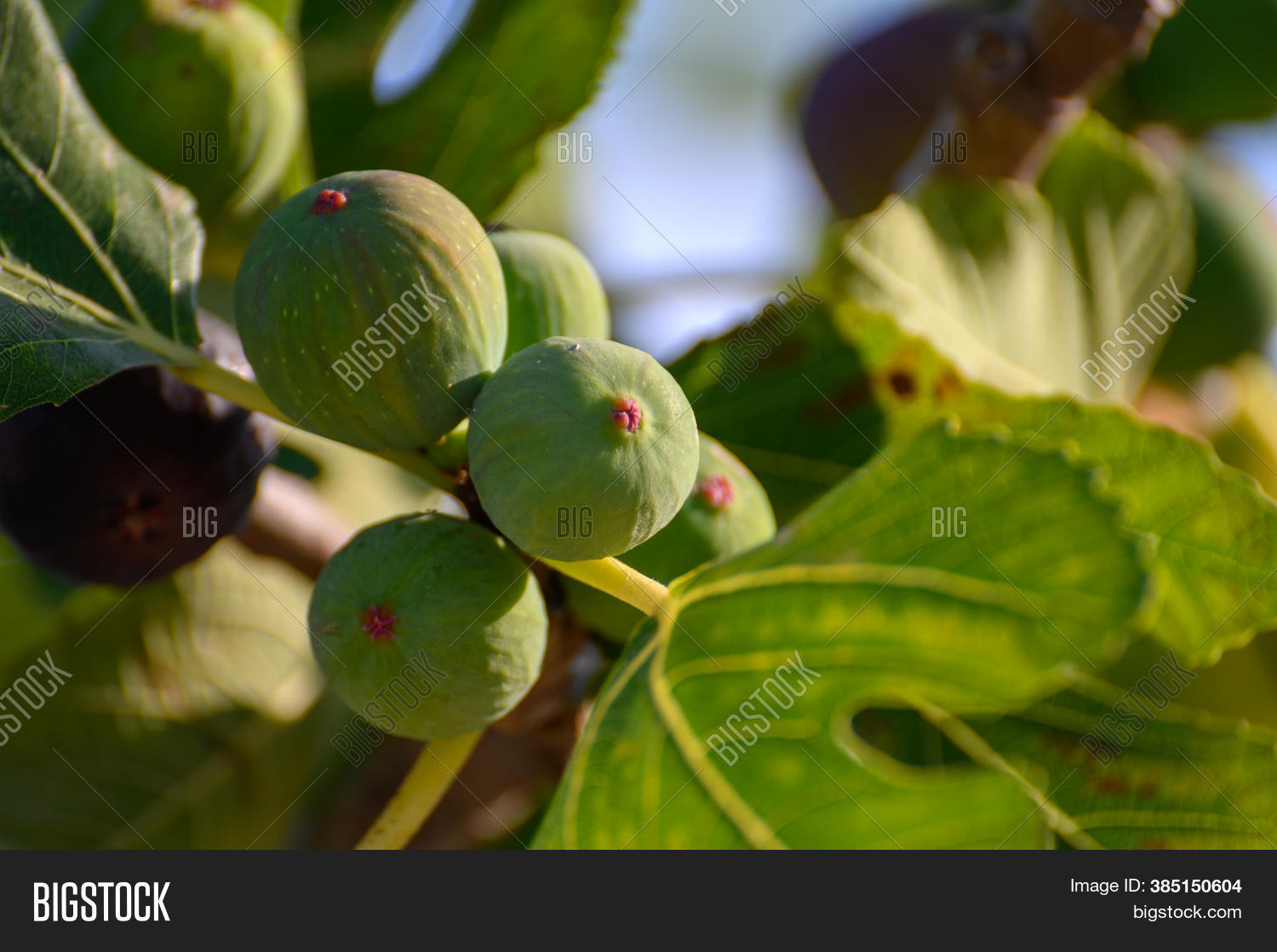Sweet Fig Fruits Image & Photo (Free Trial) | Bigstock