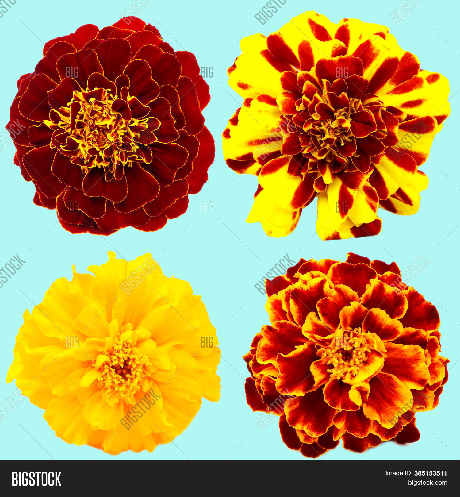 Flowers Tagetes Image & Photo (Free Trial) | Bigstock