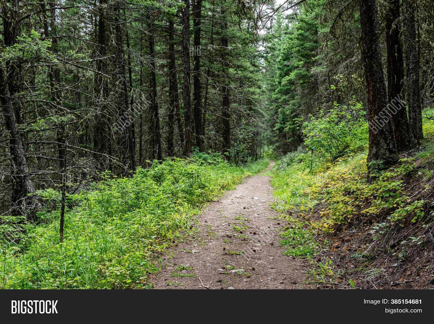 Empty Hiking Trail Image & Photo (Free Trial) | Bigstock