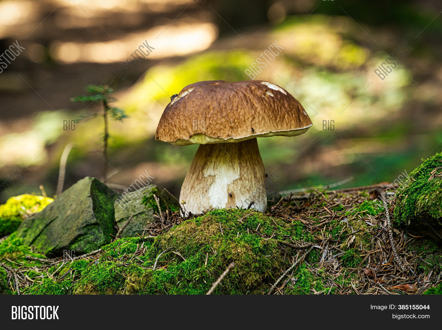 Porcini Mushroom Image & Photo (Free Trial) | Bigstock