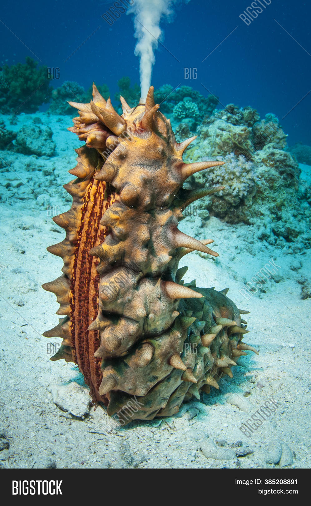 Sea Cucumber Spawning Image & Photo (Free Trial) | Bigstock