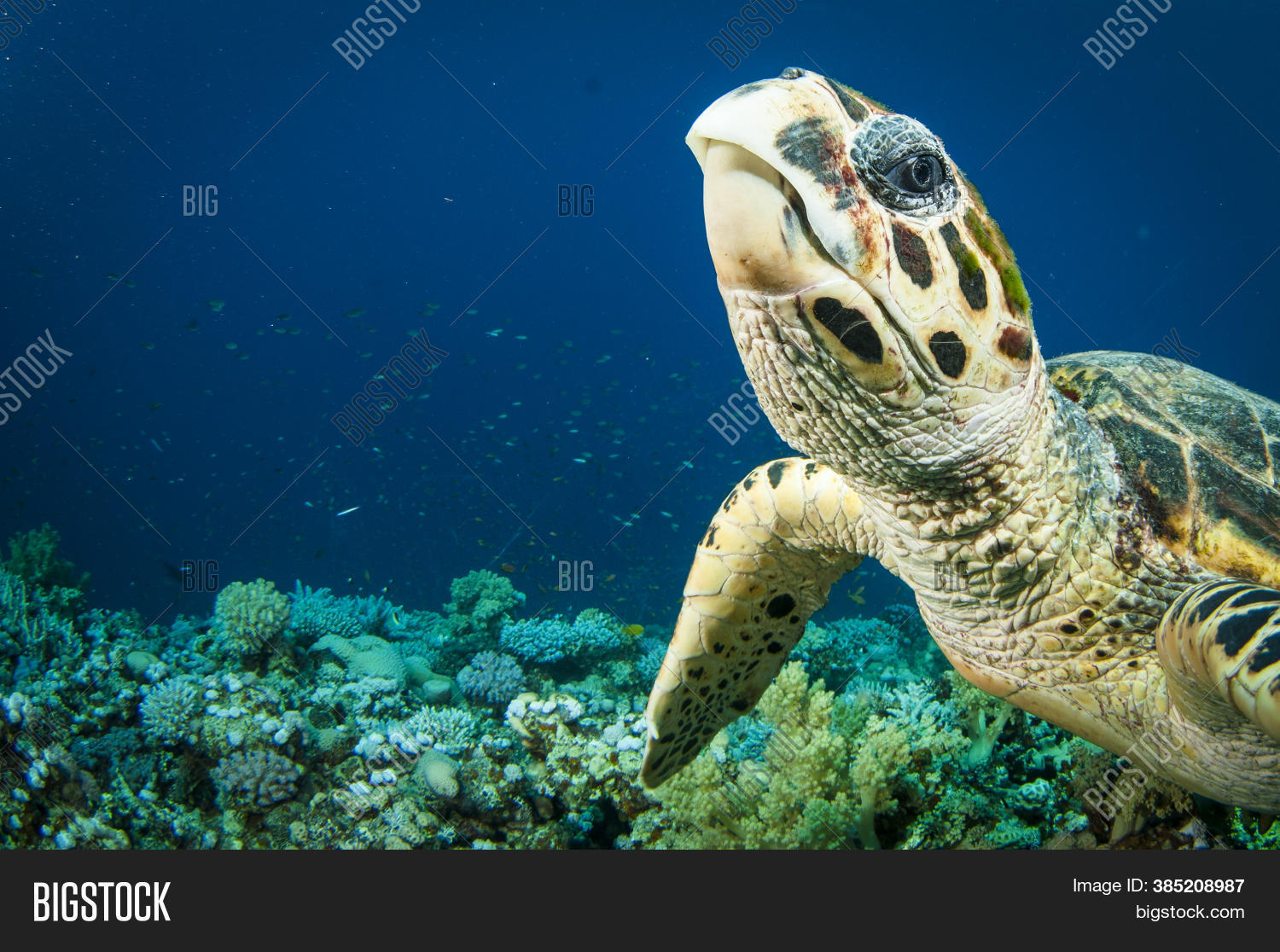 Hawks Bill Sea Turtle Image & Photo (Free Trial) | Bigstock