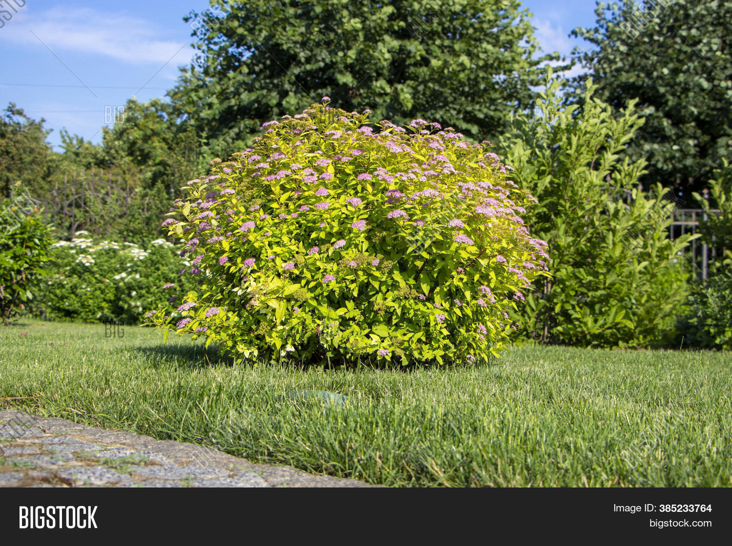 Japanese Spirea, Image & Photo (Free Trial) | Bigstock