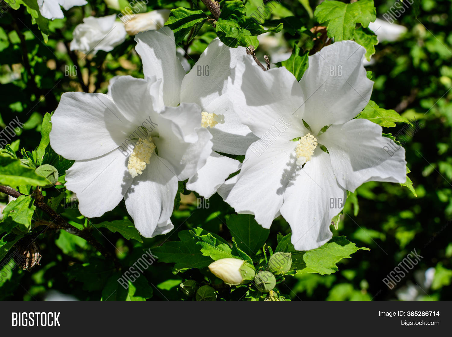 One White Flower Image & Photo (Free Trial) | Bigstock