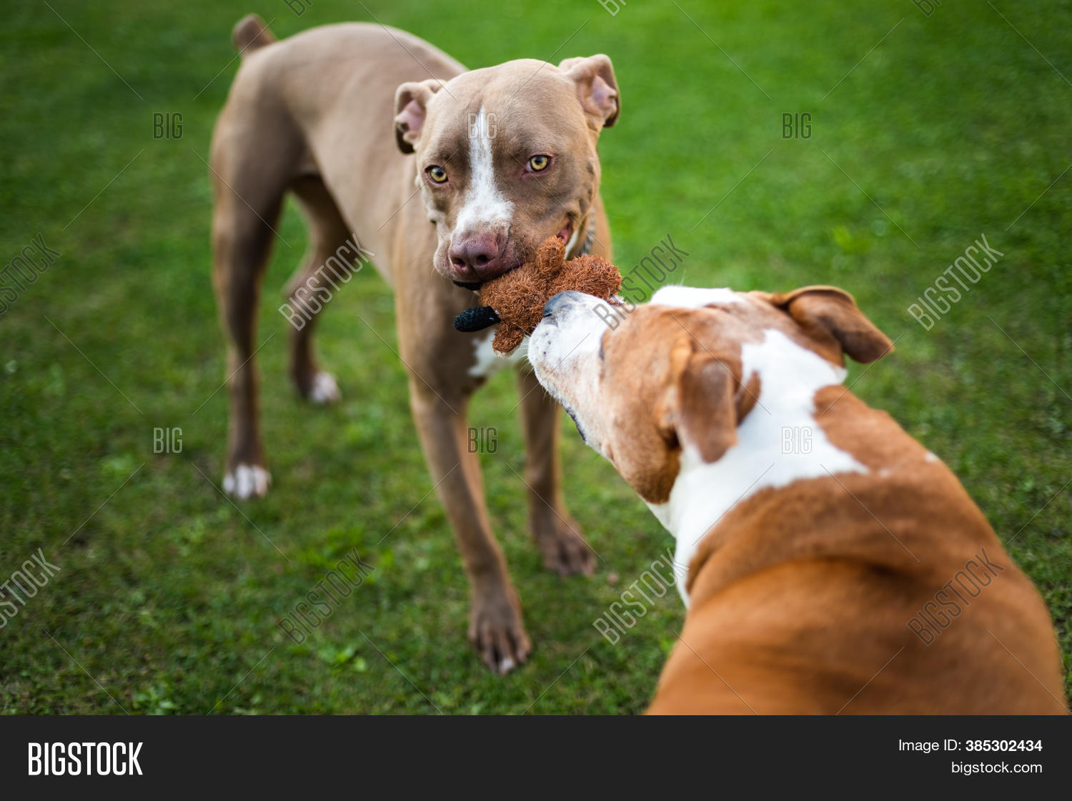 Two Dogs Amstaff Image & Photo (Free Trial) | Bigstock