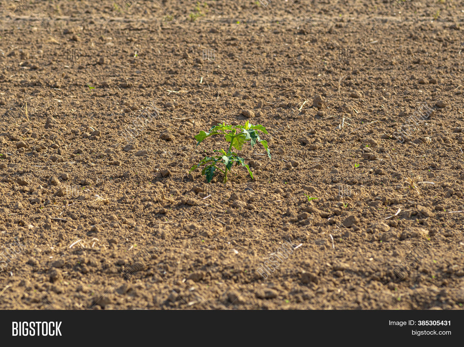 Single Weed Growing Image & Photo (Free Trial) | Bigstock