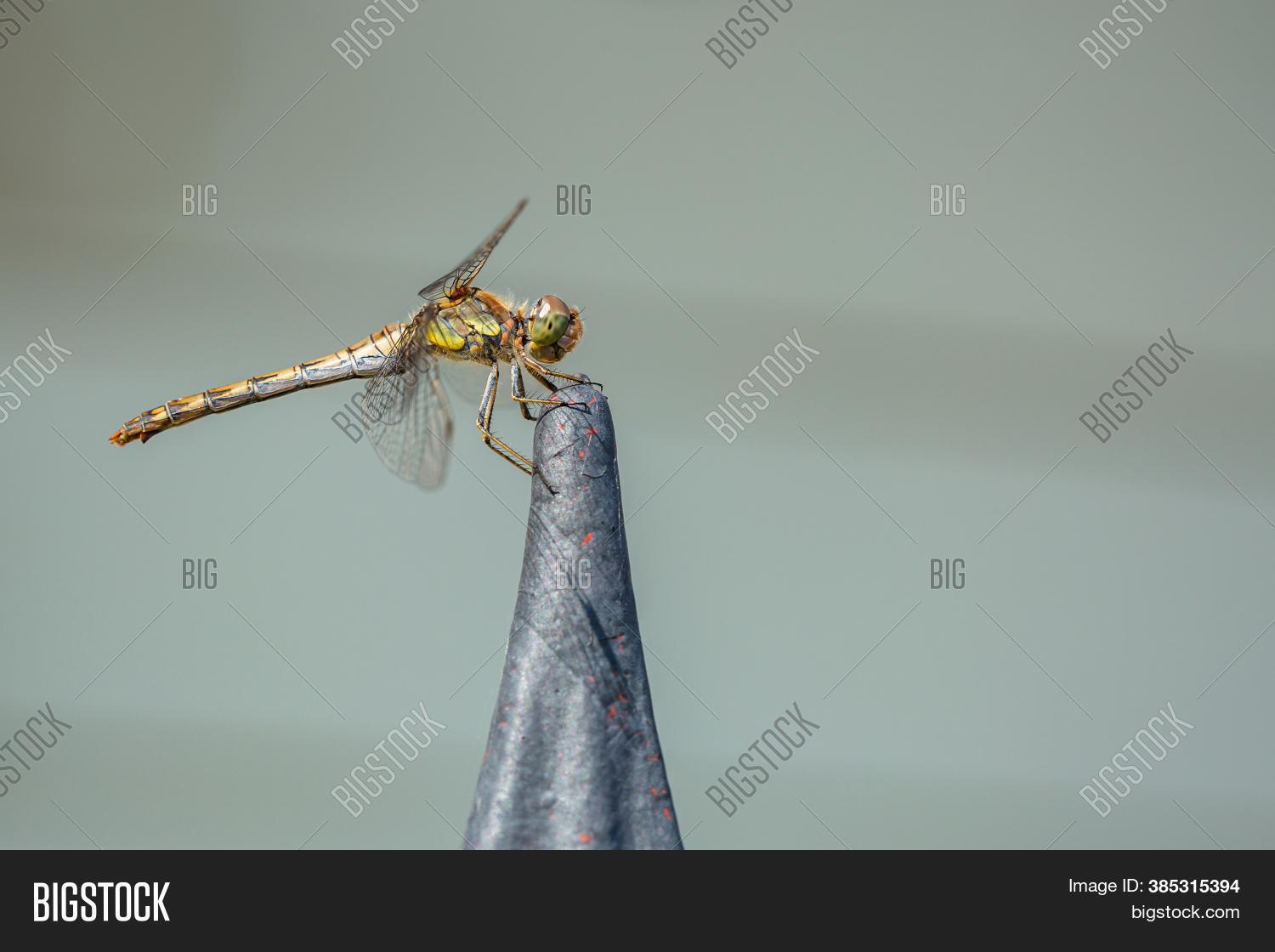 Common Darter, Green, Image & Photo (Free Trial) | Bigstock