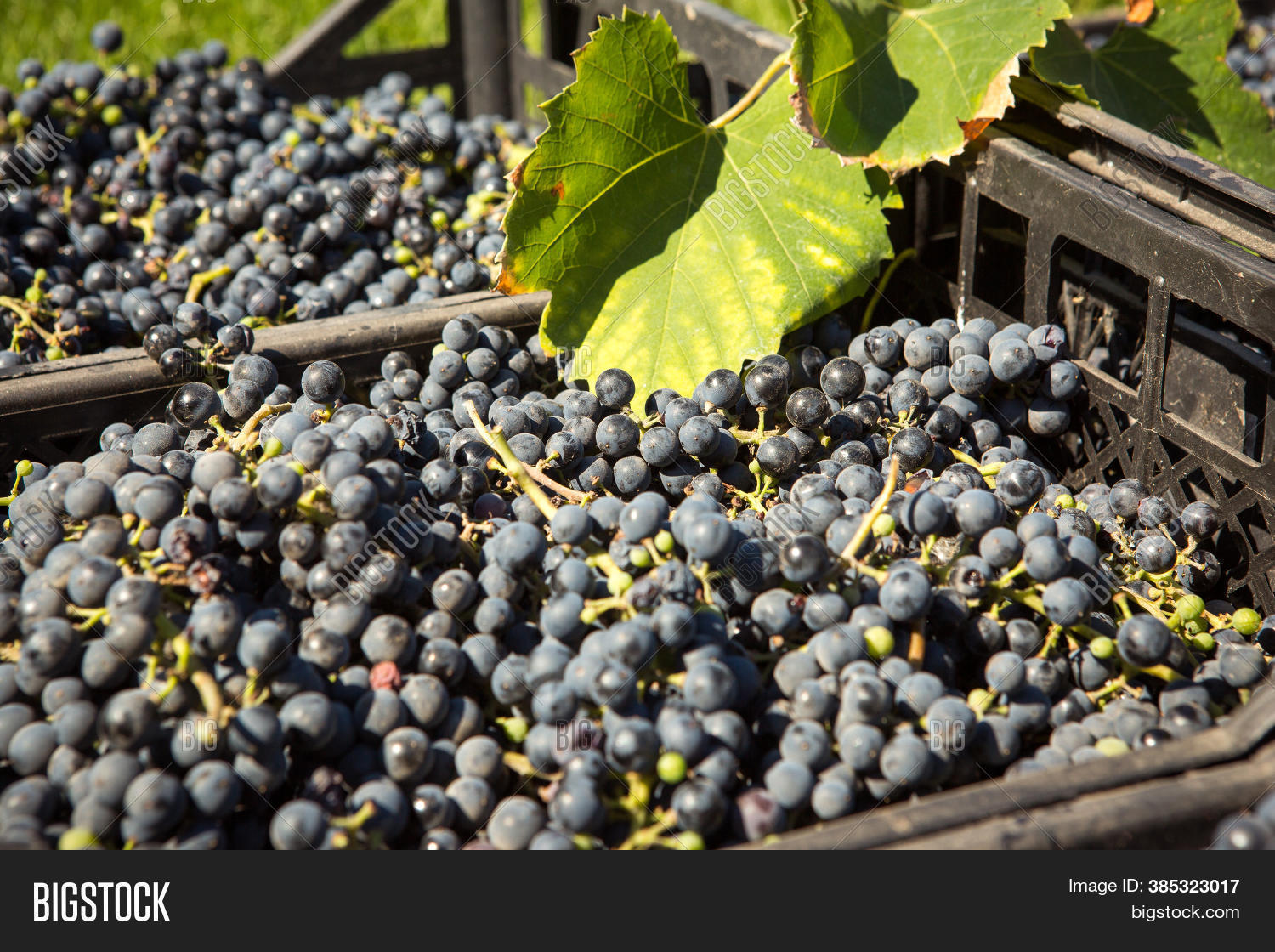 Grape Harvest. Wine Image & Photo (Free Trial) | Bigstock