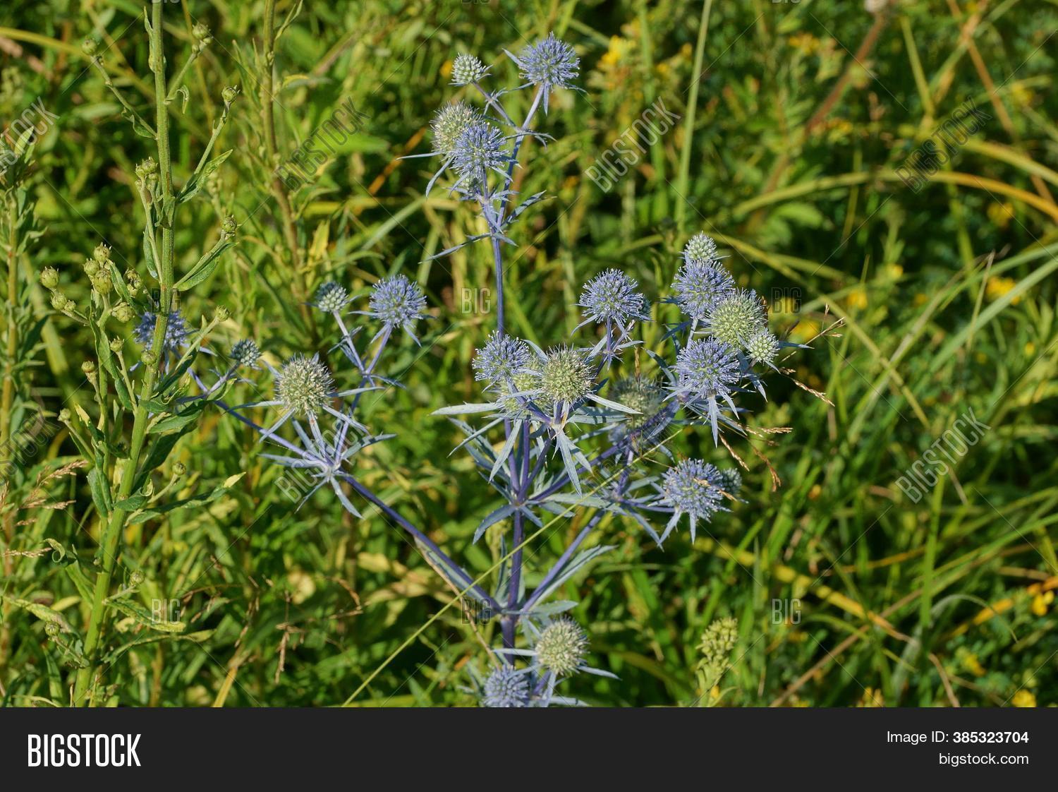 Blue Bush Wild Thorny Image & Photo (Free Trial) | Bigstock
