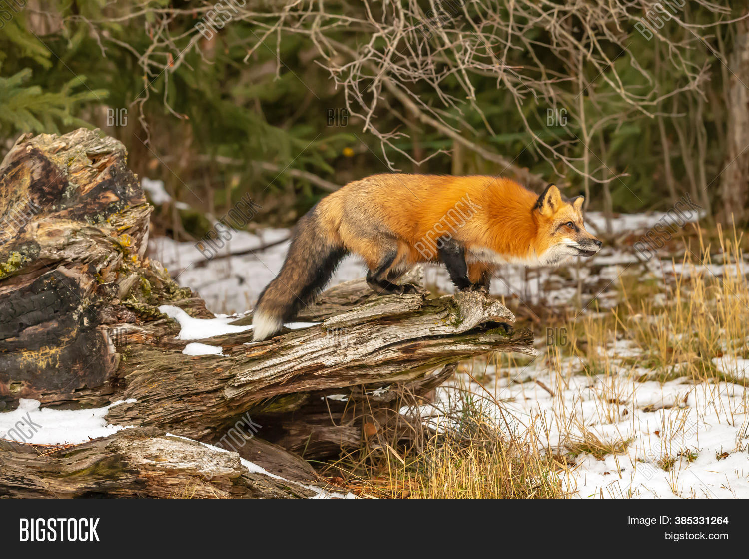 Red Fox Hunting Pray Image & Photo (Free Trial) | Bigstock