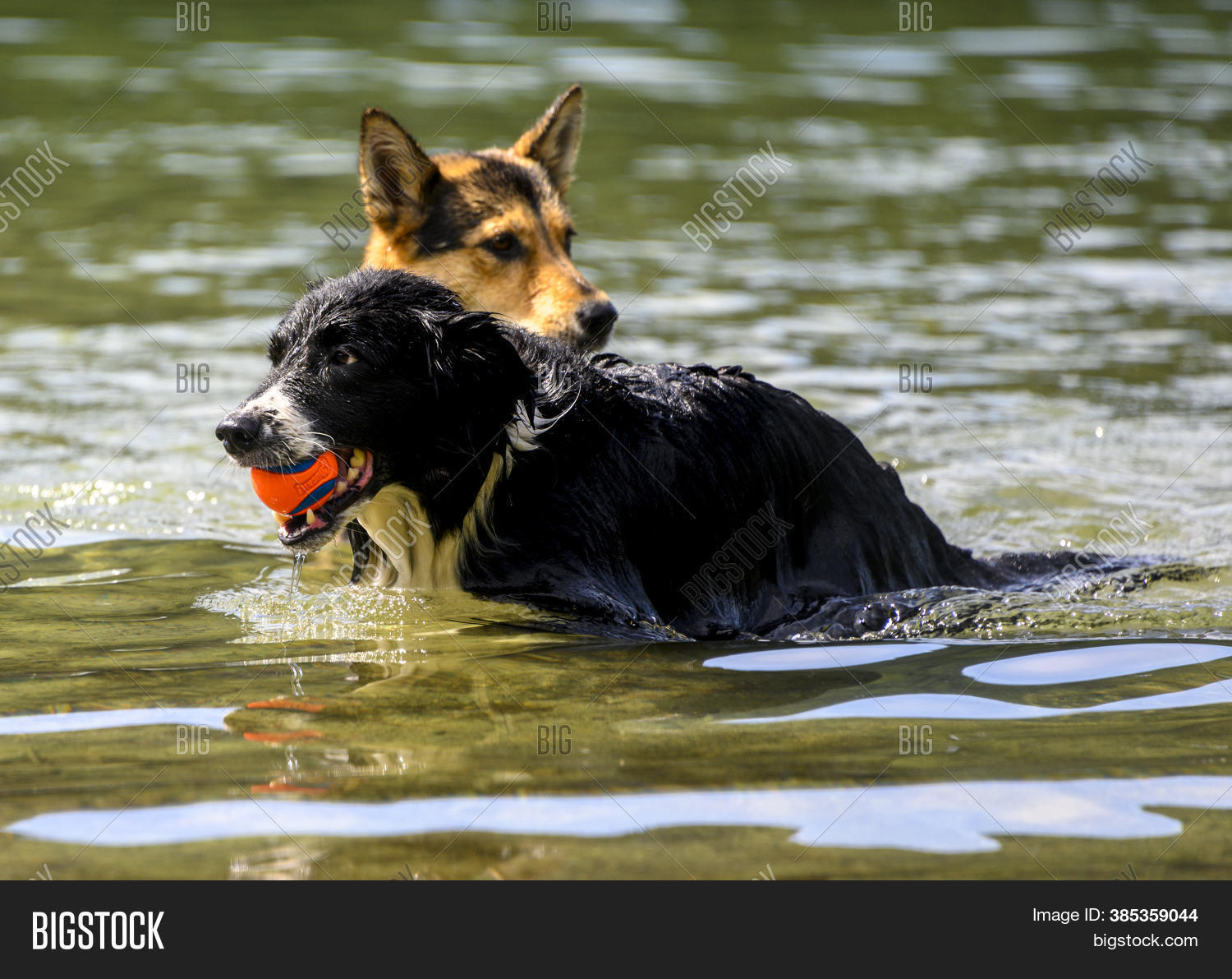Adorable Dogs Playing Image & Photo (Free Trial) | Bigstock