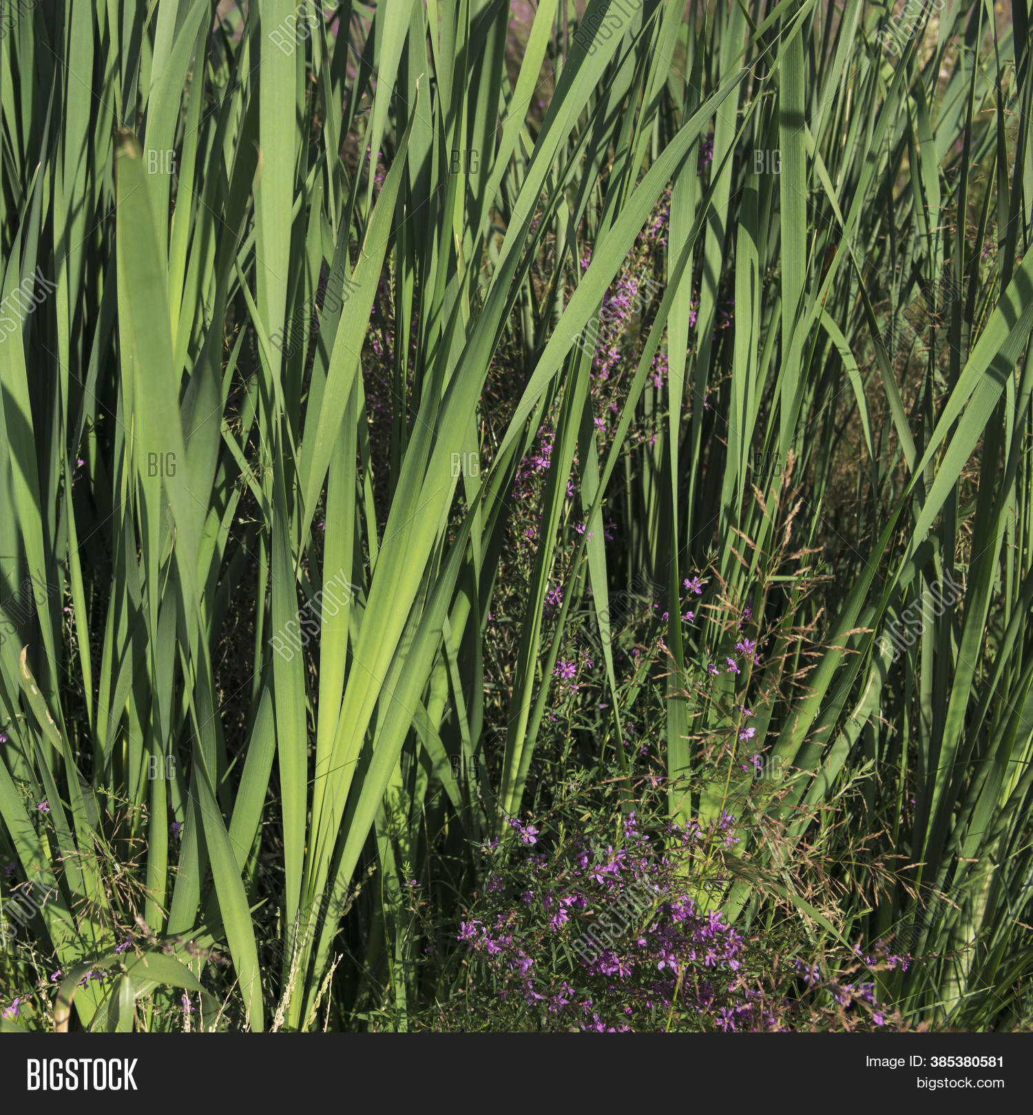 Green Rushes Image & Photo (Free Trial) | Bigstock