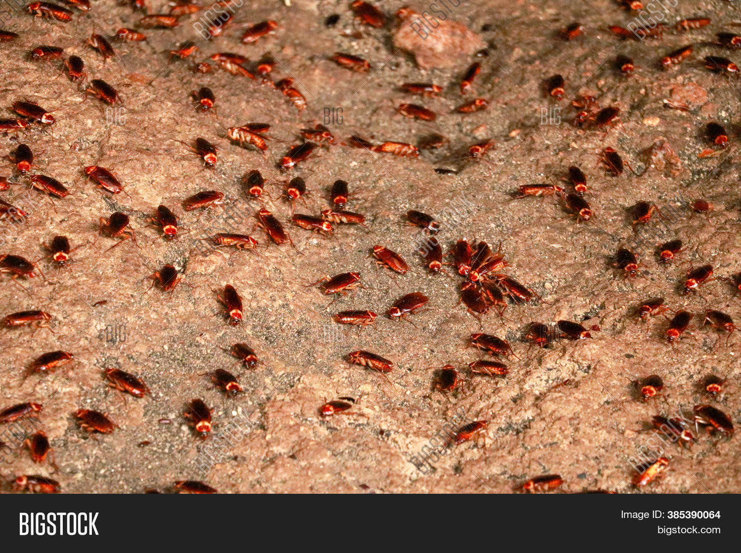 Colony Cockroaches Image & Photo (Free Trial) | Bigstock