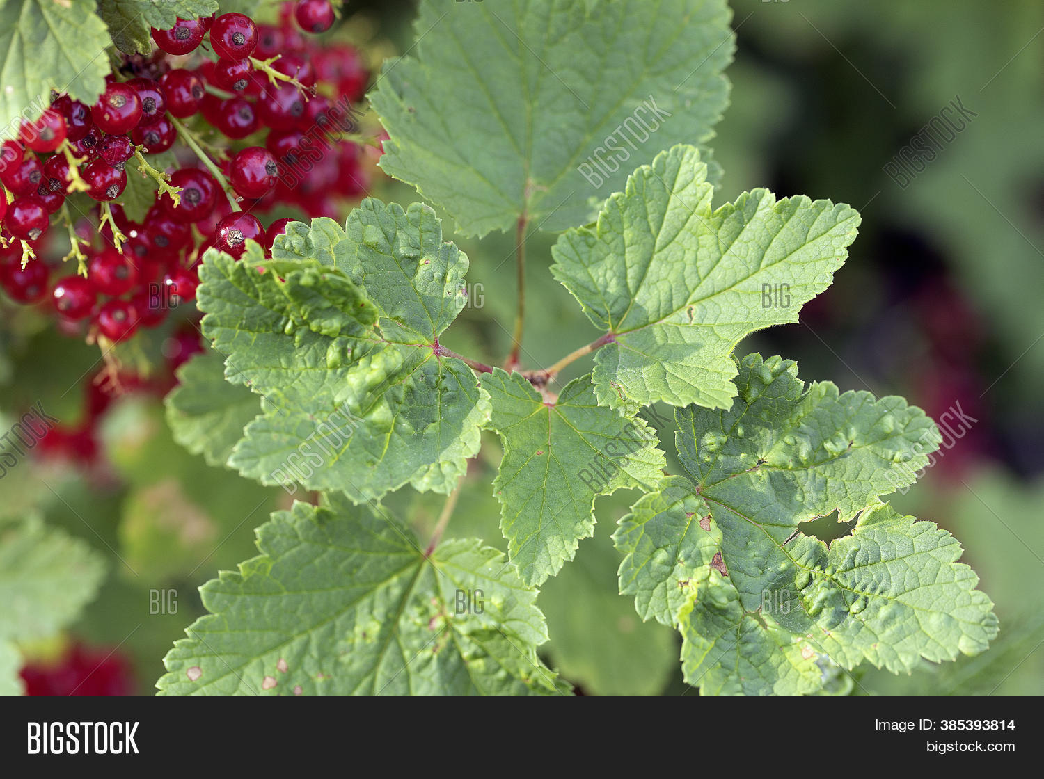 Red White Currant Image & Photo (Free Trial) | Bigstock