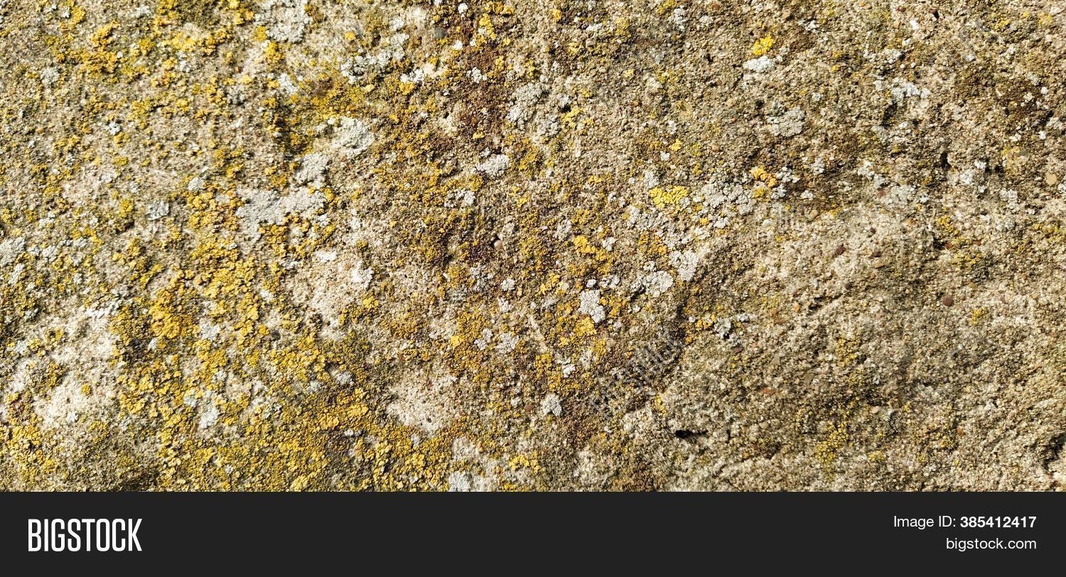 Green Moss On Stone Image & Photo (Free Trial) | Bigstock