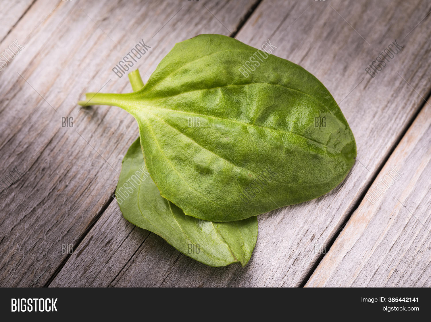 Plantain Leaves On Image & Photo (Free Trial) | Bigstock