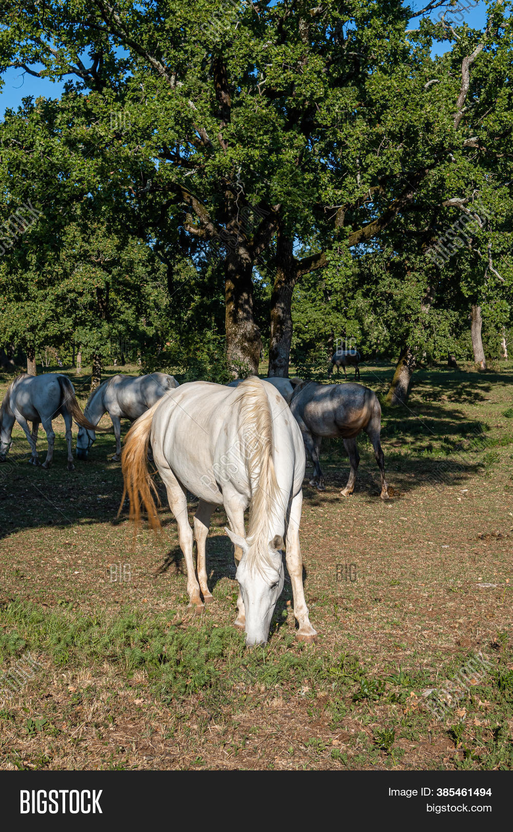 Lipica, Slovenia - Image & Photo (Free Trial) | Bigstock