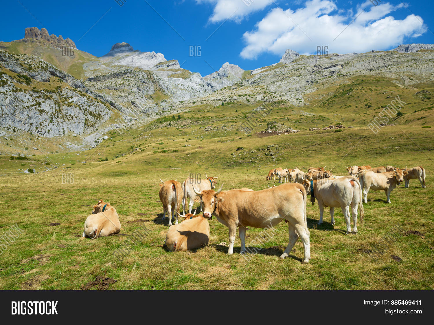 Herd Cows Pyrenees, Image & Photo (Free Trial) | Bigstock