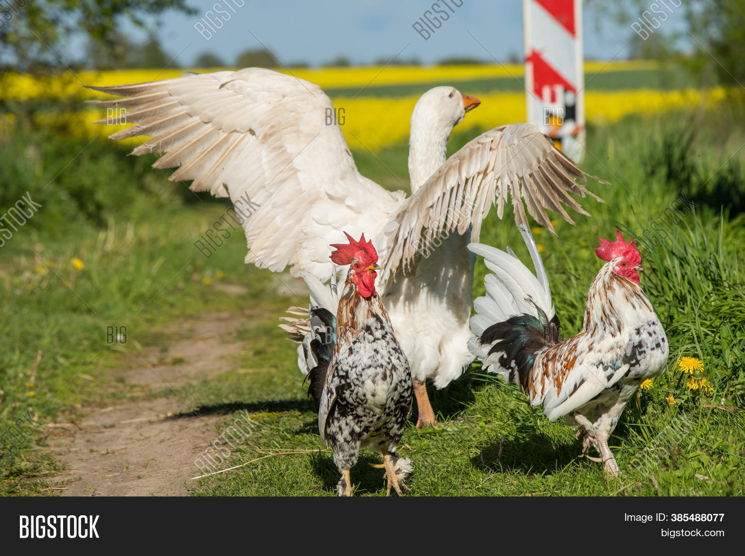 Roosters White Geese Image & Photo (Free Trial) | Bigstock
