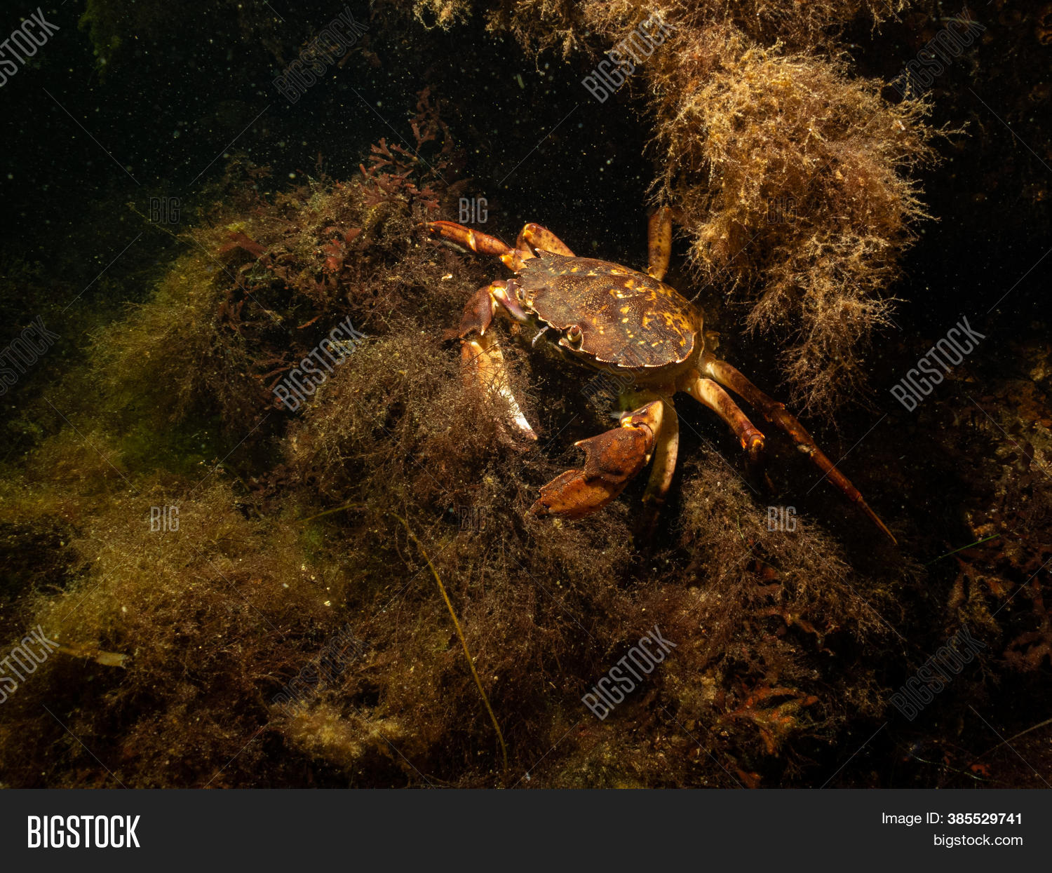 Closeup Picture Crab Image & Photo (Free Trial) | Bigstock