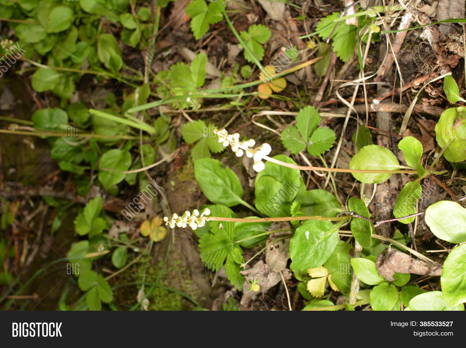 Glade White Flowers Image & Photo (Free Trial) | Bigstock