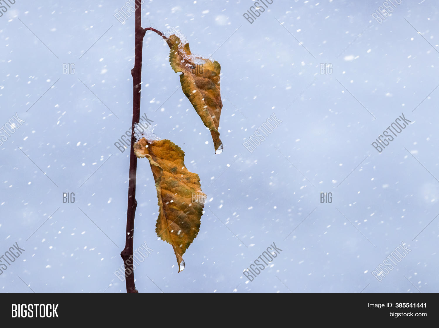 Tree Branch Withered Image & Photo (Free Trial) | Bigstock