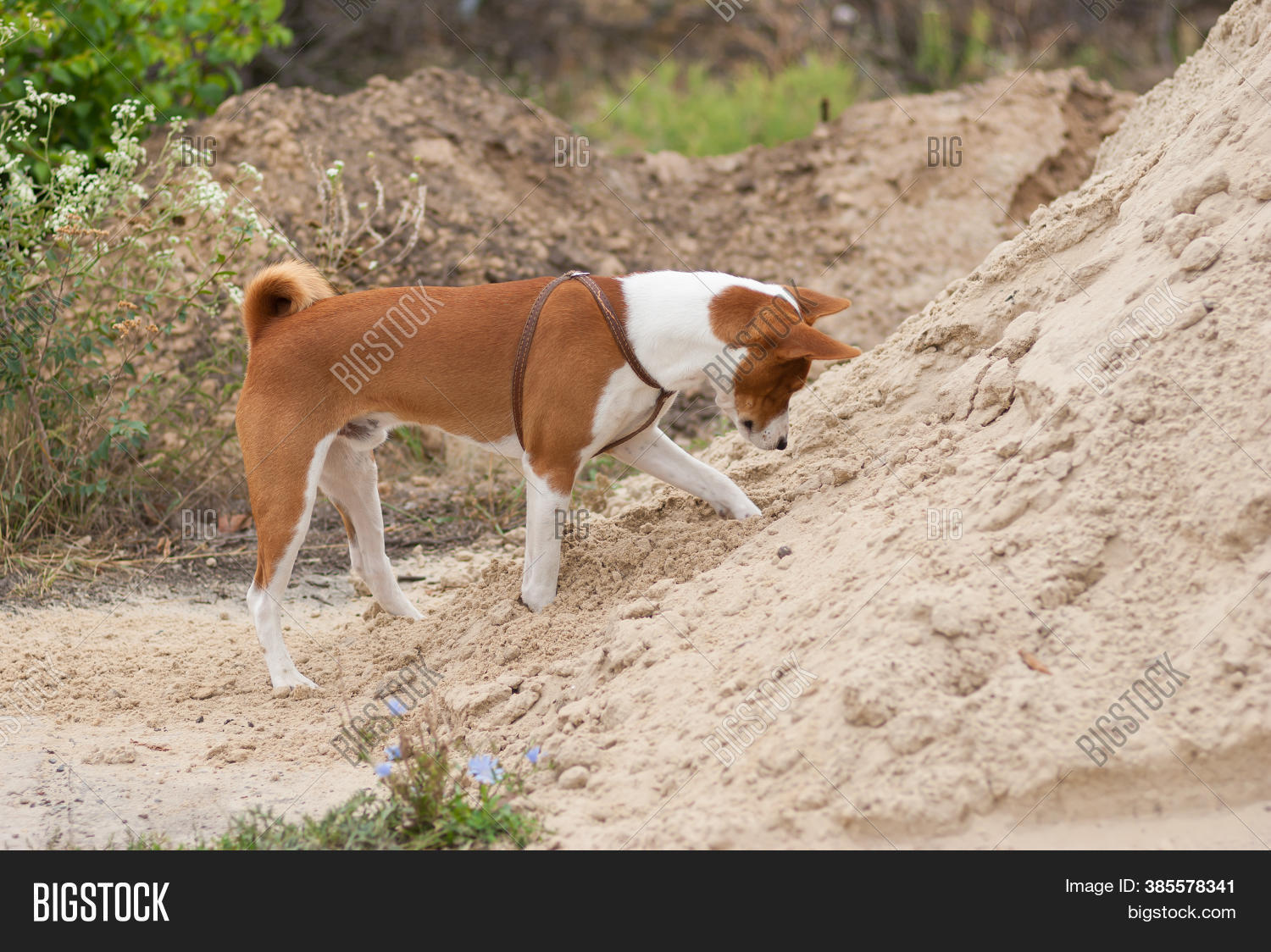 Young Basenji Dog Image & Photo (Free Trial) | Bigstock