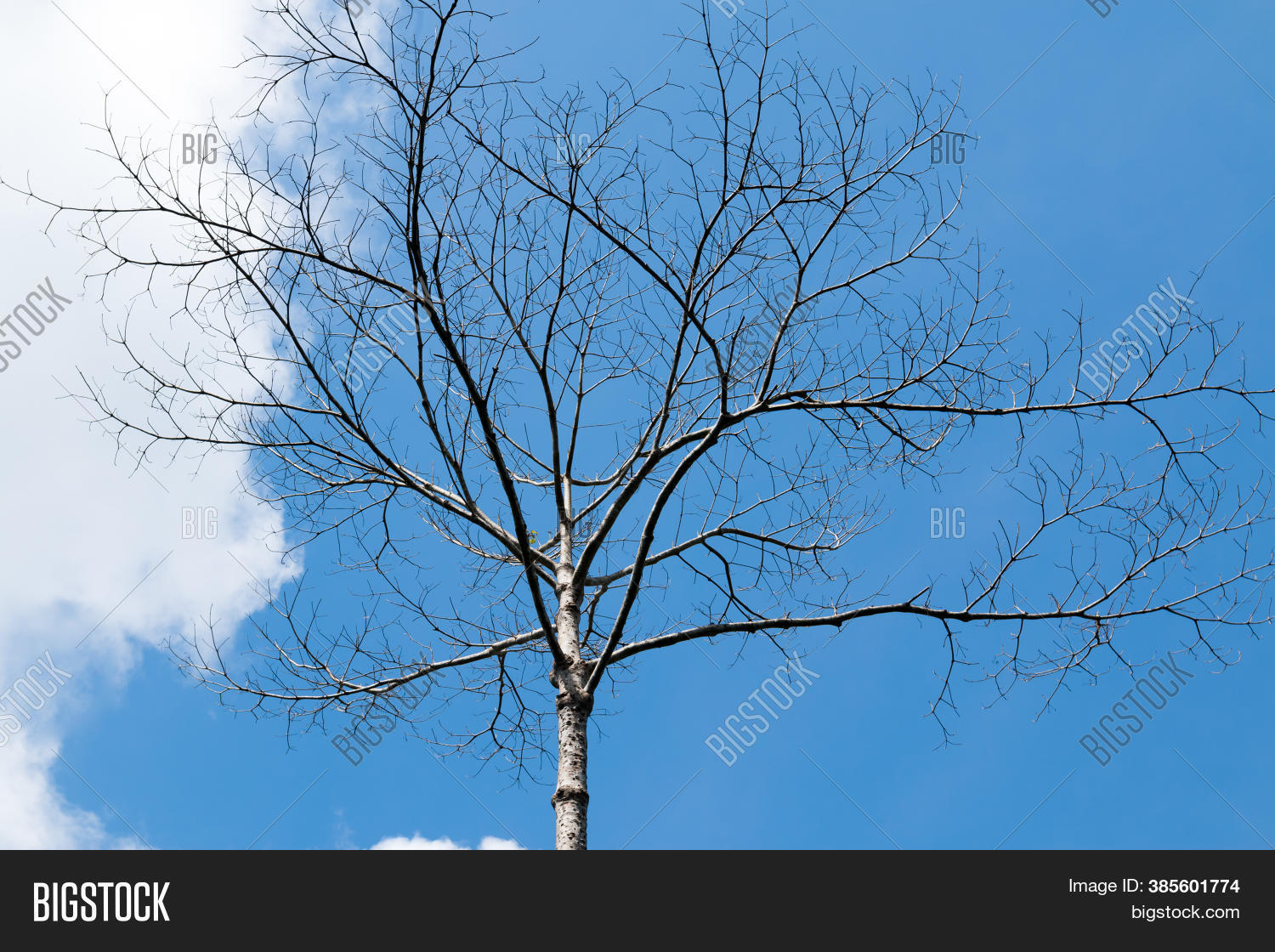Tree Tall No Leaves Image & Photo (Free Trial) | Bigstock