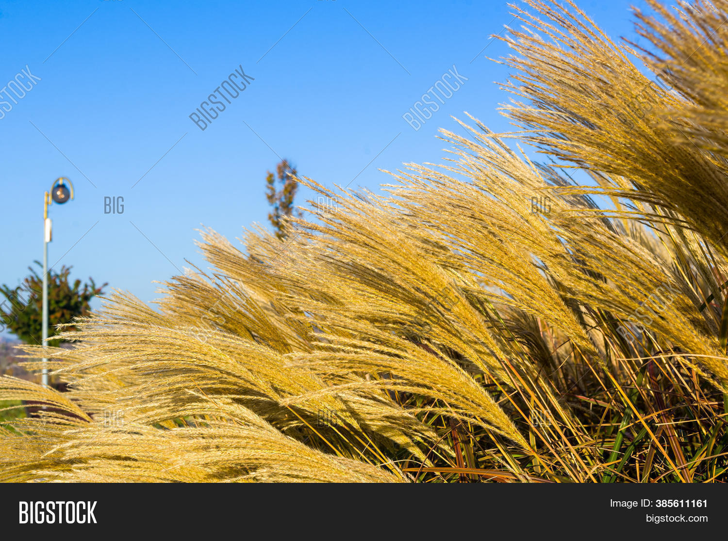 Chinese Silver Grass, Image & Photo (Free Trial) | Bigstock
