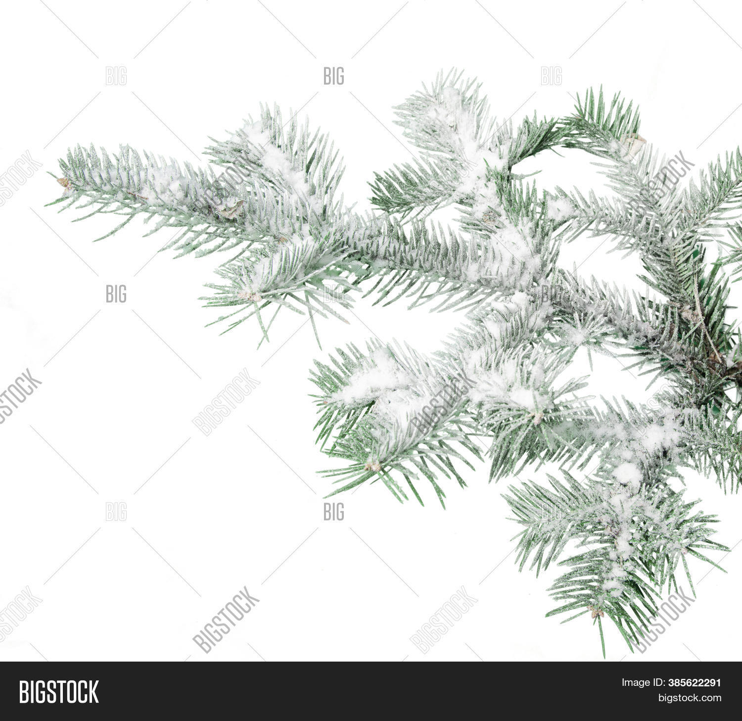 Evergreen Tree Branch Image & Photo (Free Trial) | Bigstock