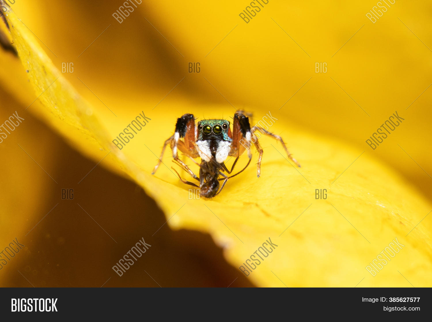 Metallic Jumper(siler Image & Photo (Free Trial) | Bigstock