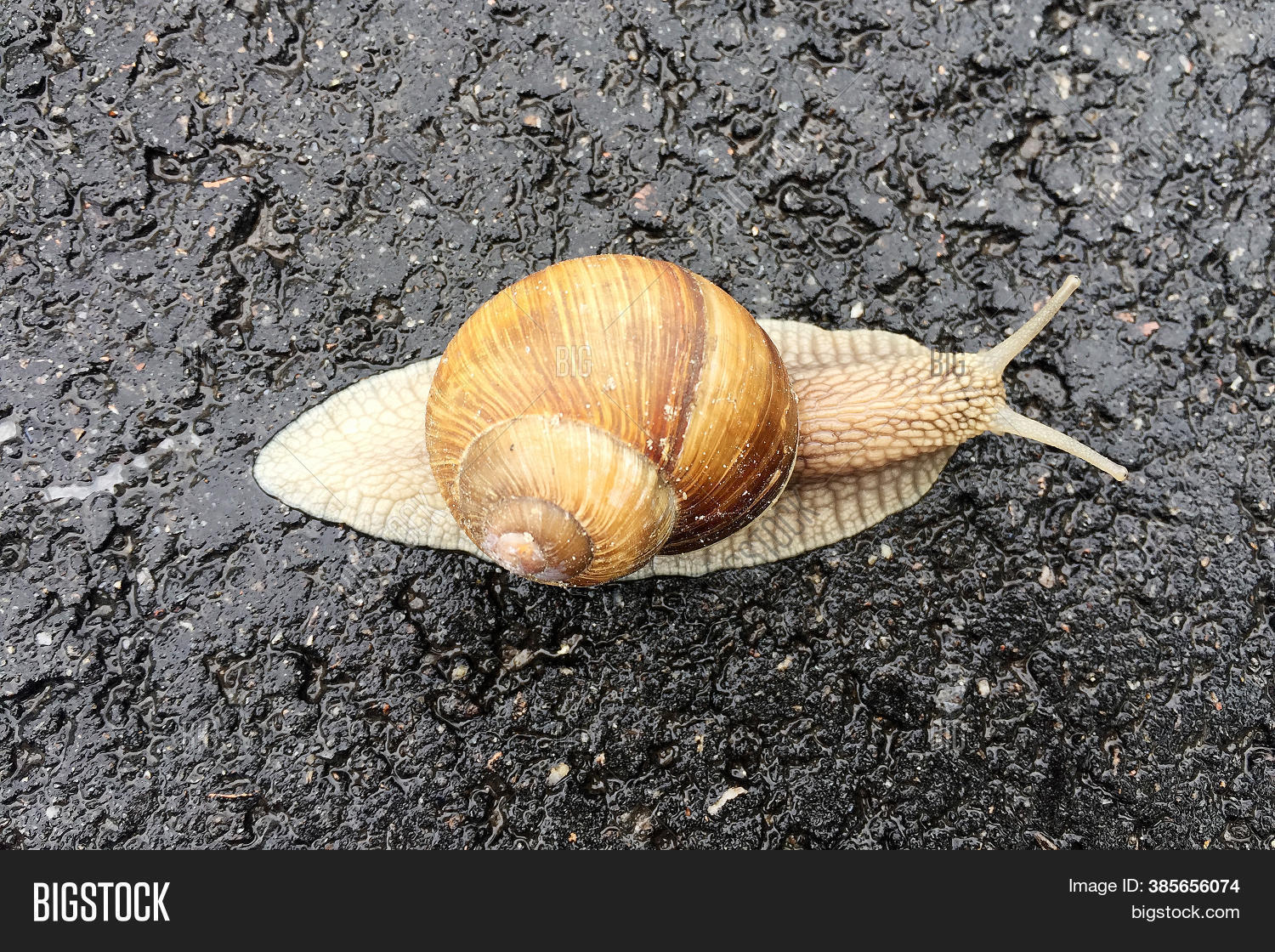 Small Garden Snail Image & Photo (Free Trial) | Bigstock