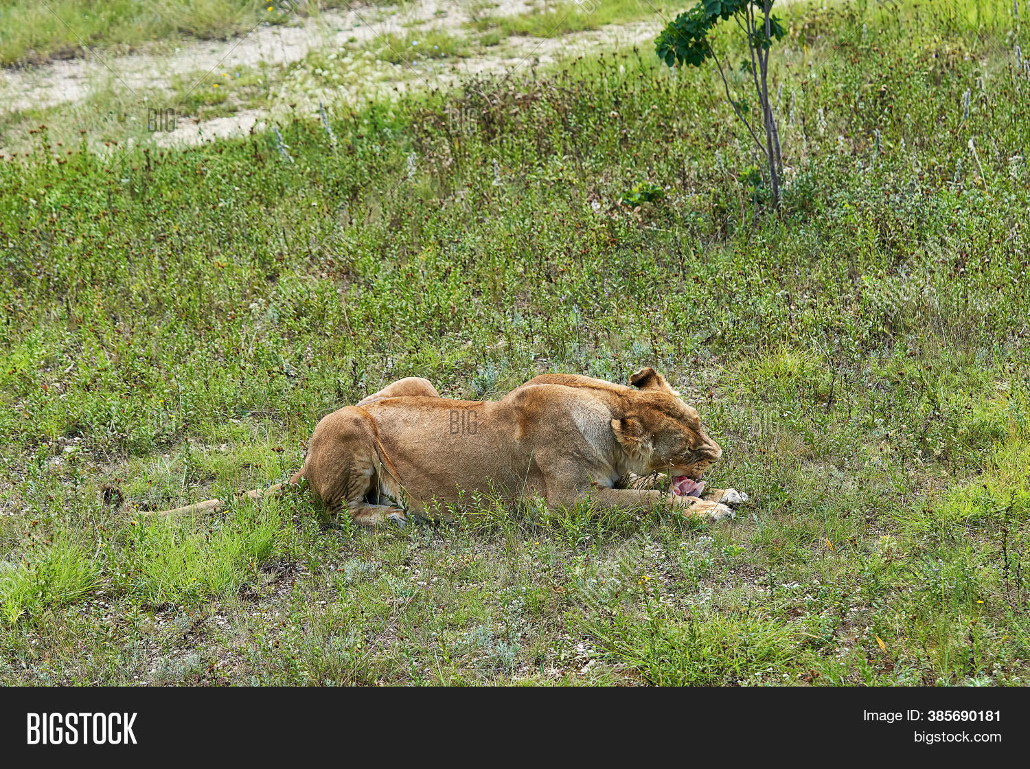 Lioness Eats Her Prey Image & Photo (Free Trial) | Bigstock
