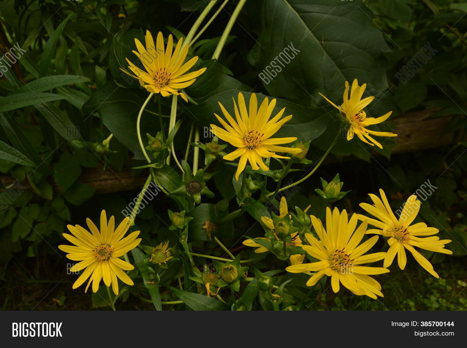 Blossoms Cup Plant Image & Photo (Free Trial) | Bigstock