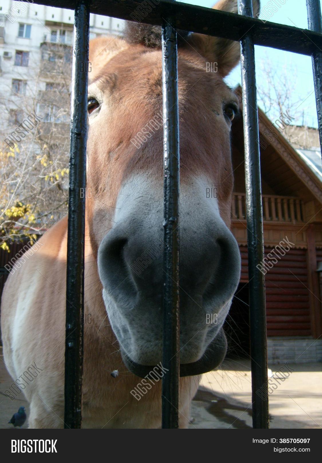 Muzzle Donkey Brown Image & Photo (Free Trial) | Bigstock