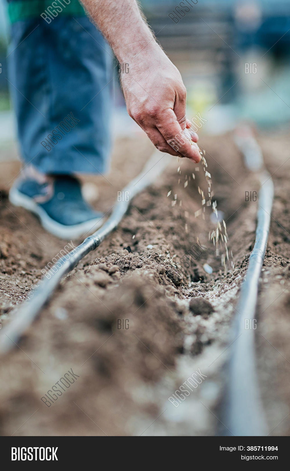 Man Sows Seeds Ground Image & Photo (Free Trial) | Bigstock