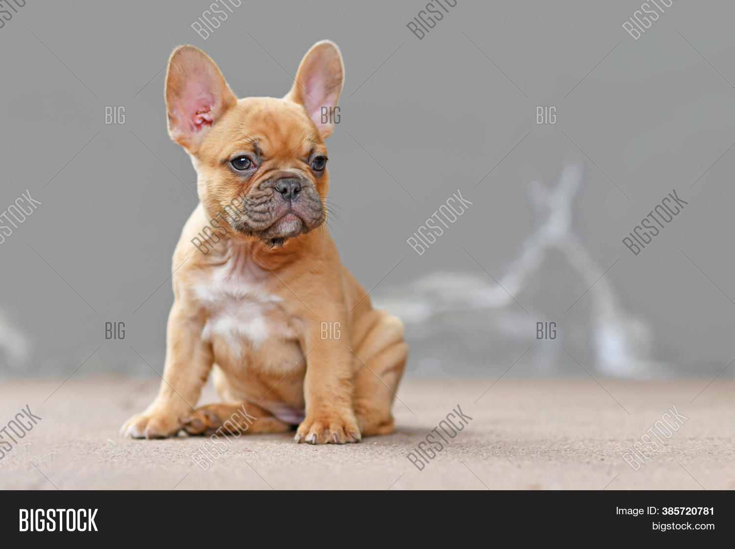 Small Red Fawn Colored Image & Photo (Free Trial) | Bigstock