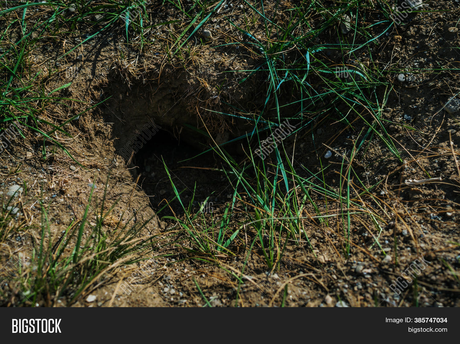Small Burrow Rodent, Image & Photo (Free Trial) | Bigstock