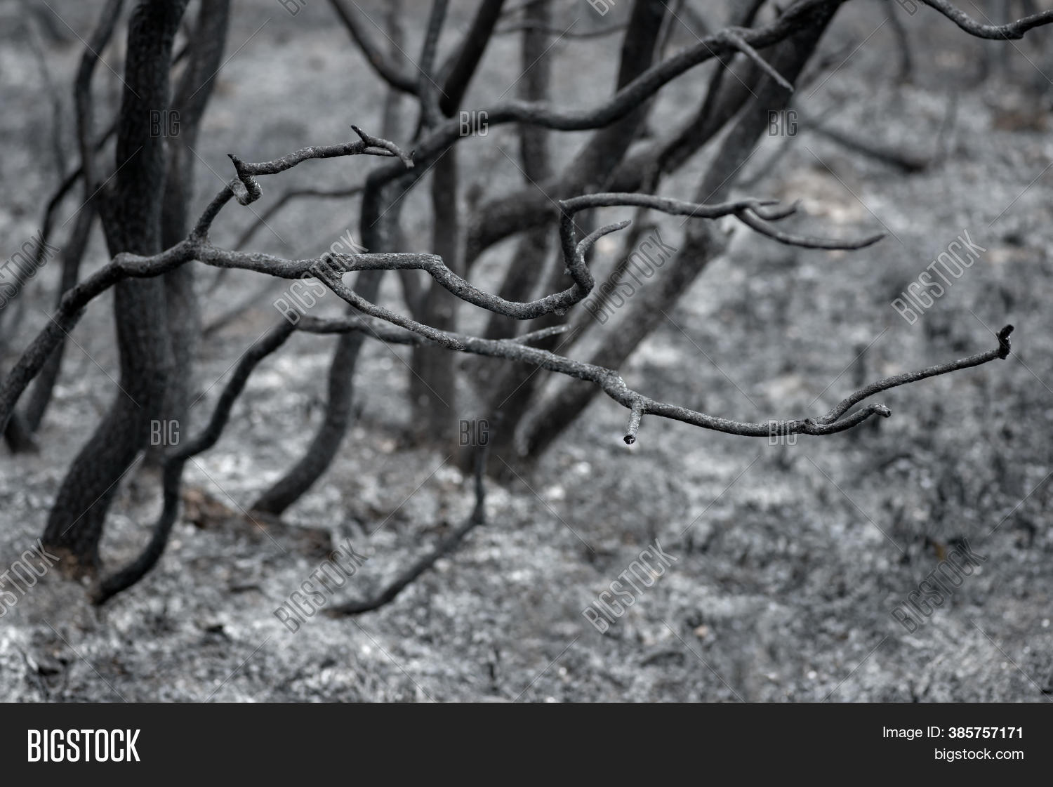 Close- View Charred Image & Photo (Free Trial) | Bigstock