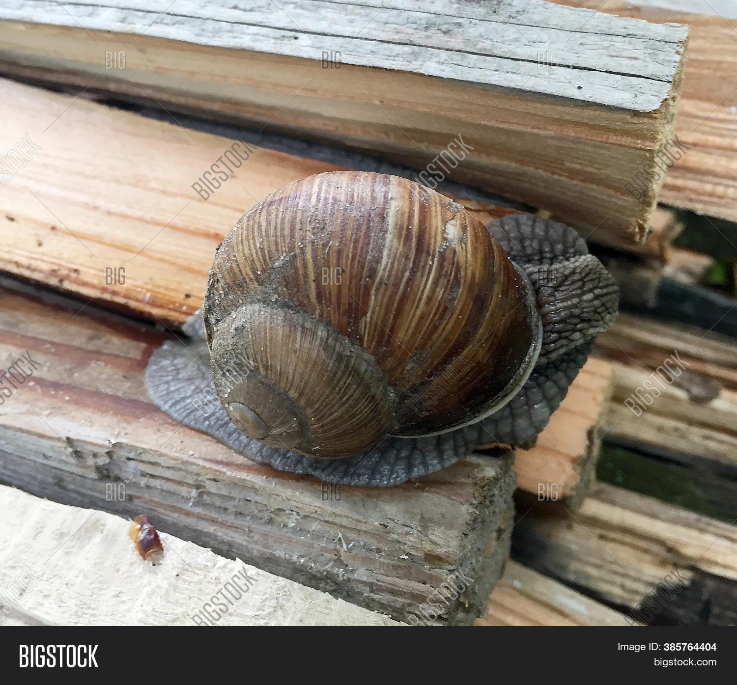 Small Garden Snail Image & Photo (Free Trial) | Bigstock