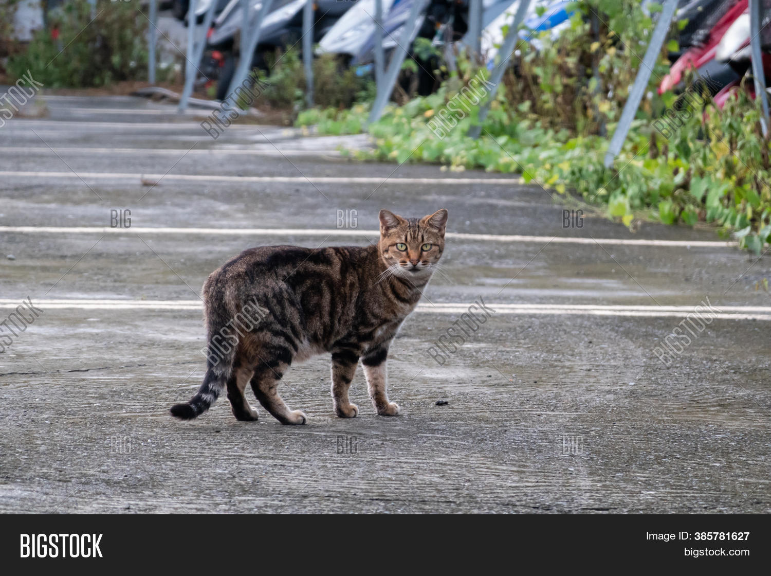Adorable Tabby Stray Image & Photo (Free Trial) | Bigstock
