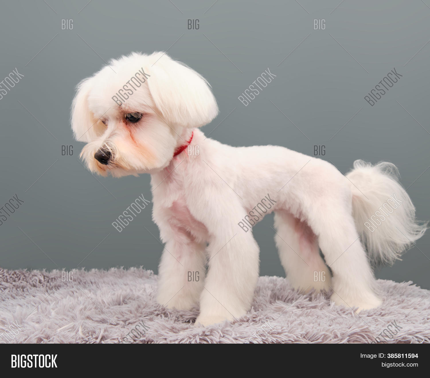 Portrait Maltese Dog, Image & Photo (Free Trial) | Bigstock