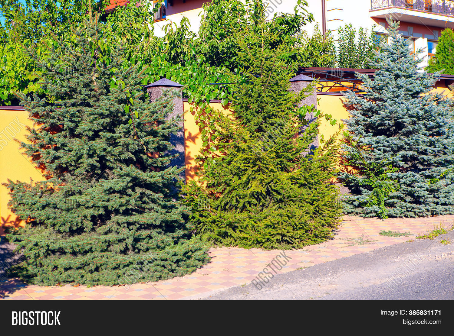 Fir Trees On Street . Image & Photo (Free Trial) | Bigstock