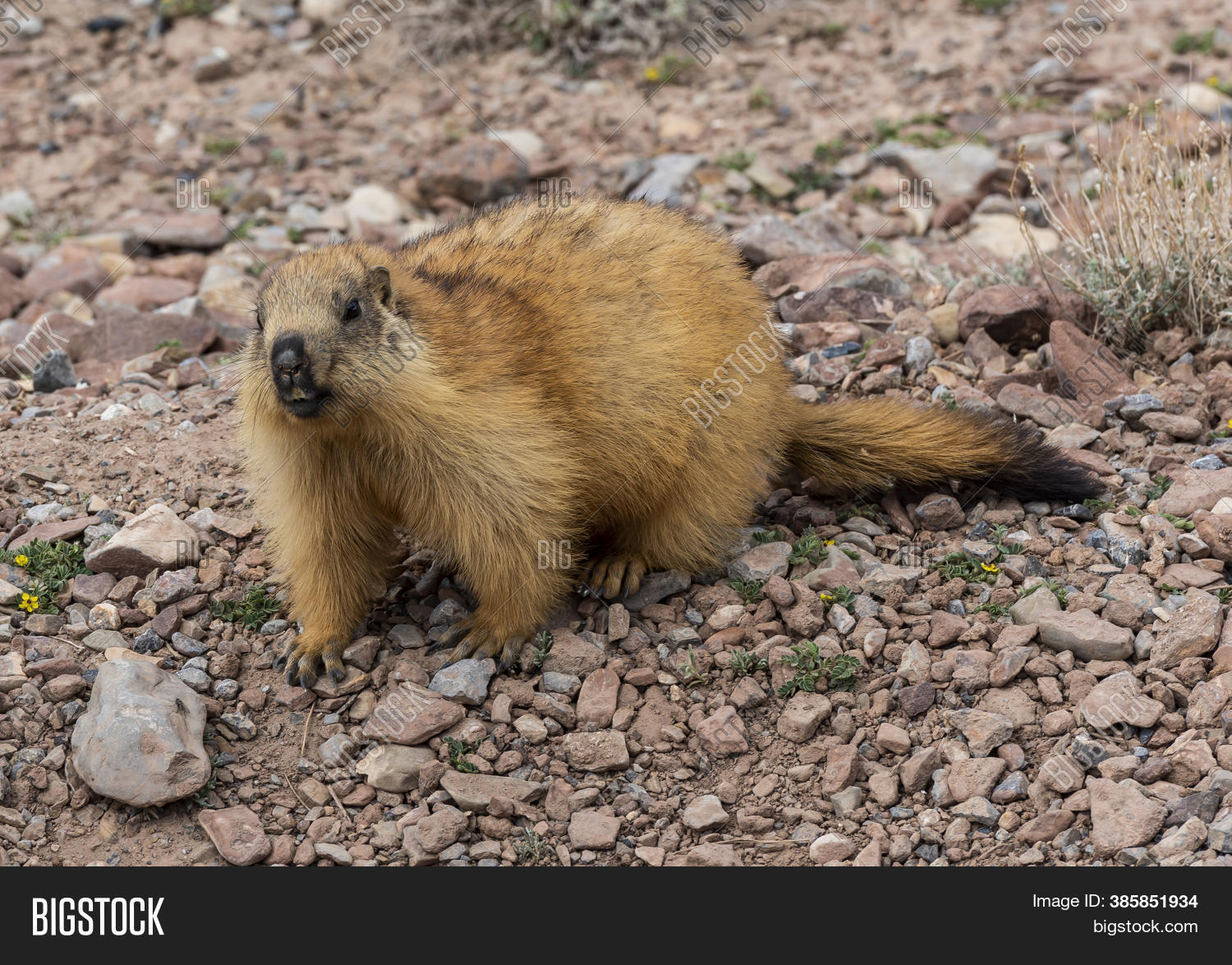 Groundhog Black Tail Image & Photo (Free Trial) | Bigstock