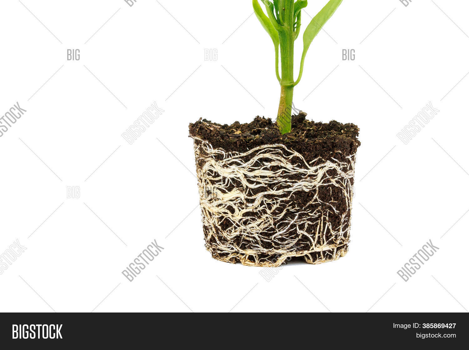 Bell Pepper Seedling Image & Photo (Free Trial) | Bigstock