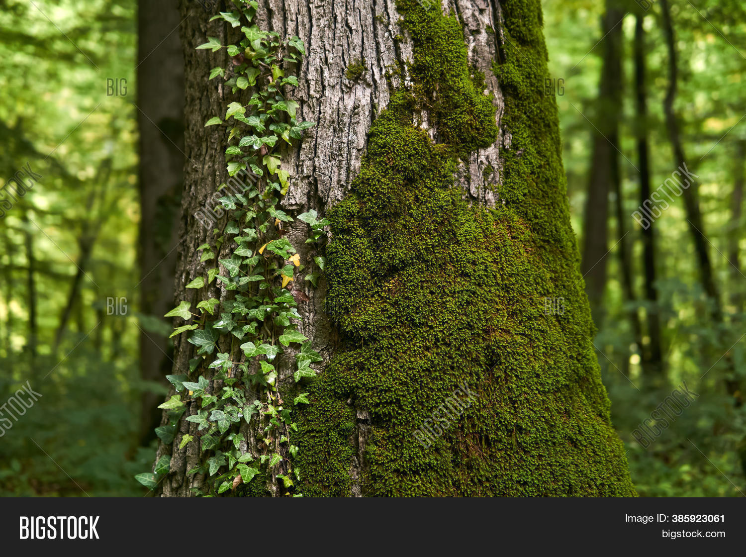 Fragment Old Tree Image & Photo (Free Trial) | Bigstock