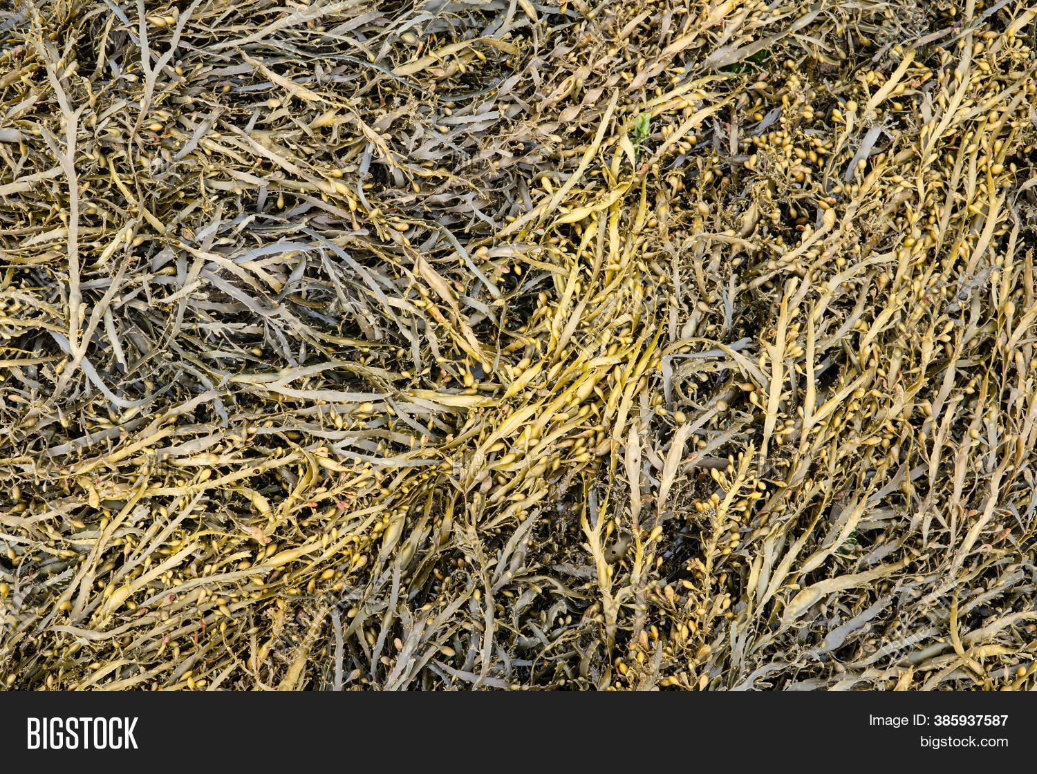 Bladder Wrack Seaweed Image & Photo (Free Trial) | Bigstock