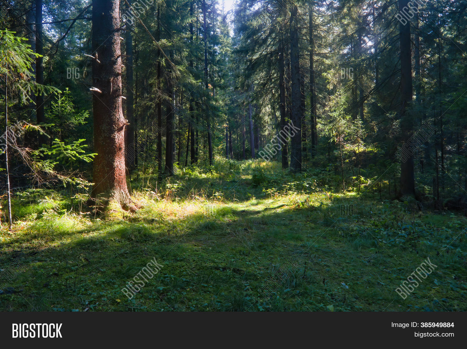 Forest Closeup, Image & Photo (Free Trial) | Bigstock