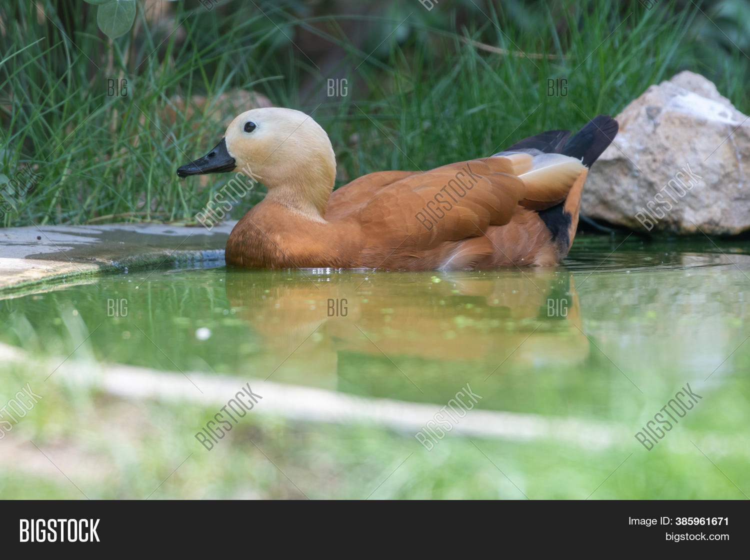 Ruddy Shelduck ( Image & Photo (Free Trial) | Bigstock