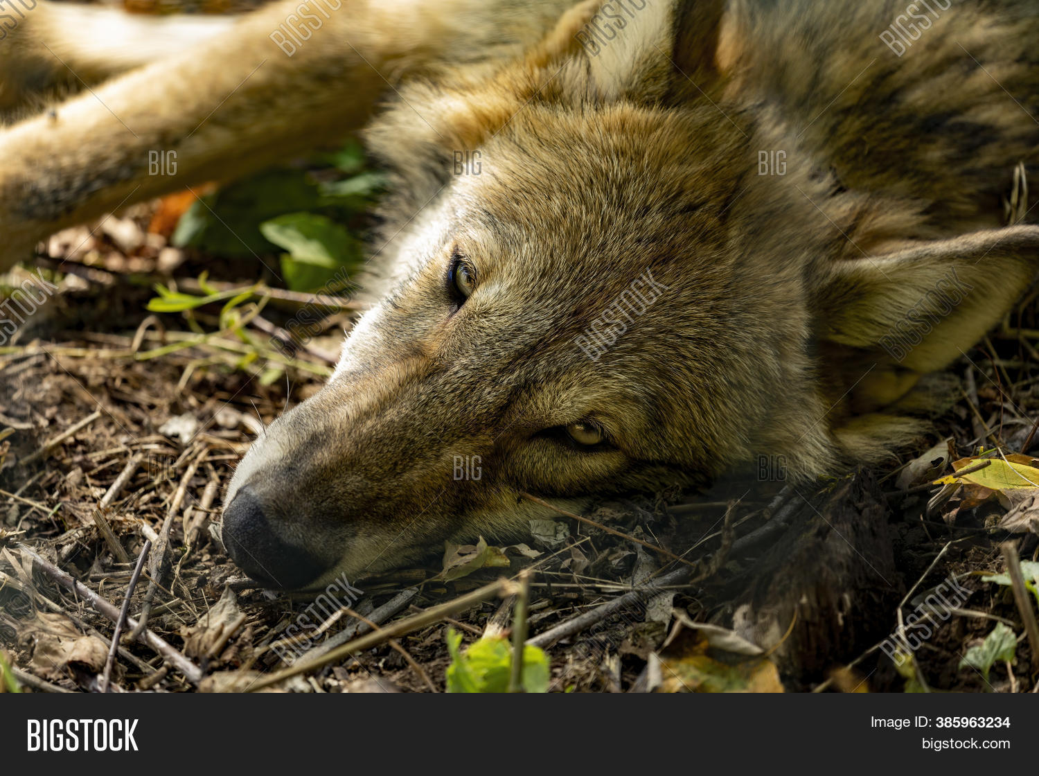 Young Grey Wolf Image & Photo (Free Trial) | Bigstock